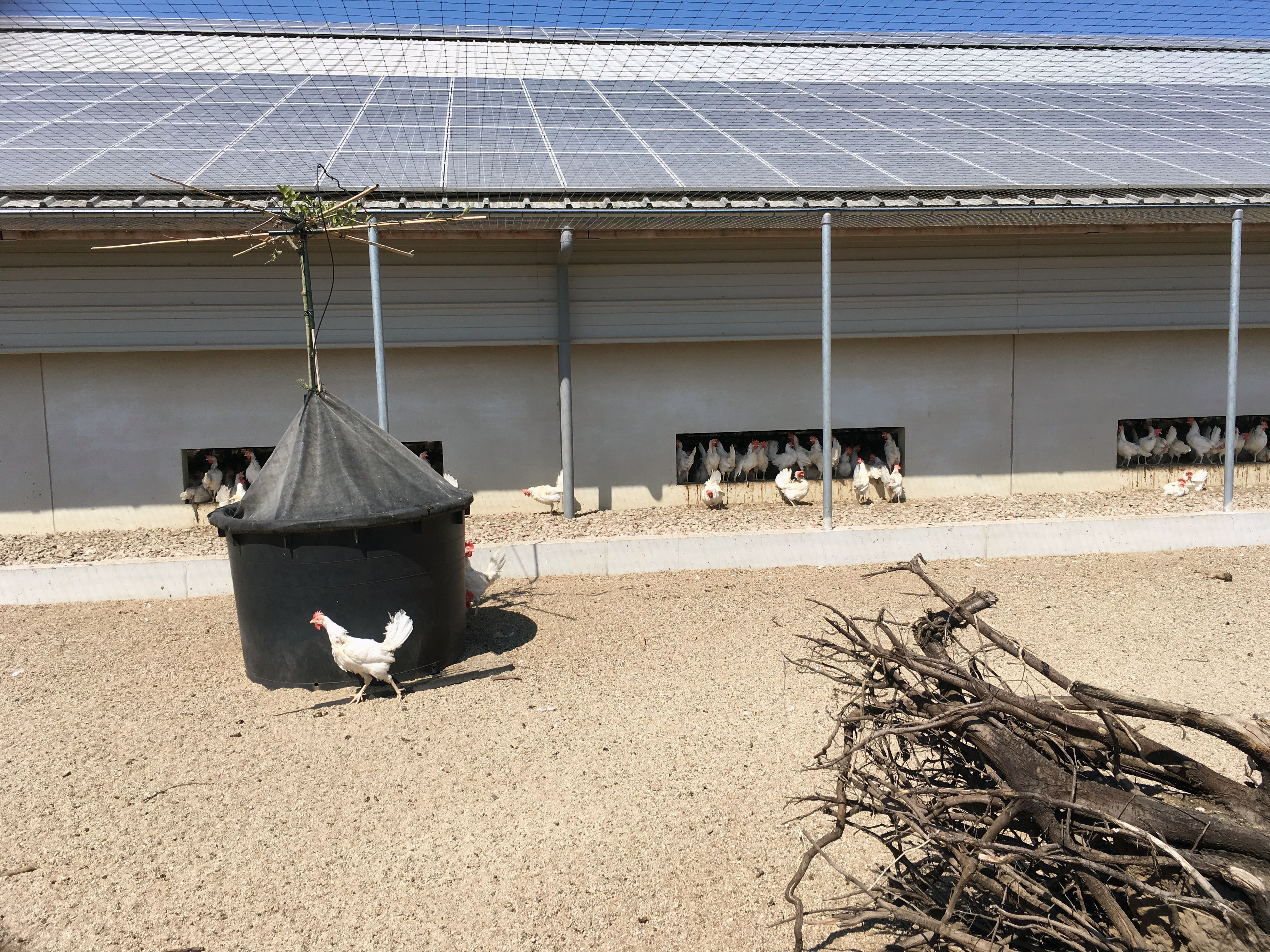 Here’s what the egg farm of the future looks like
